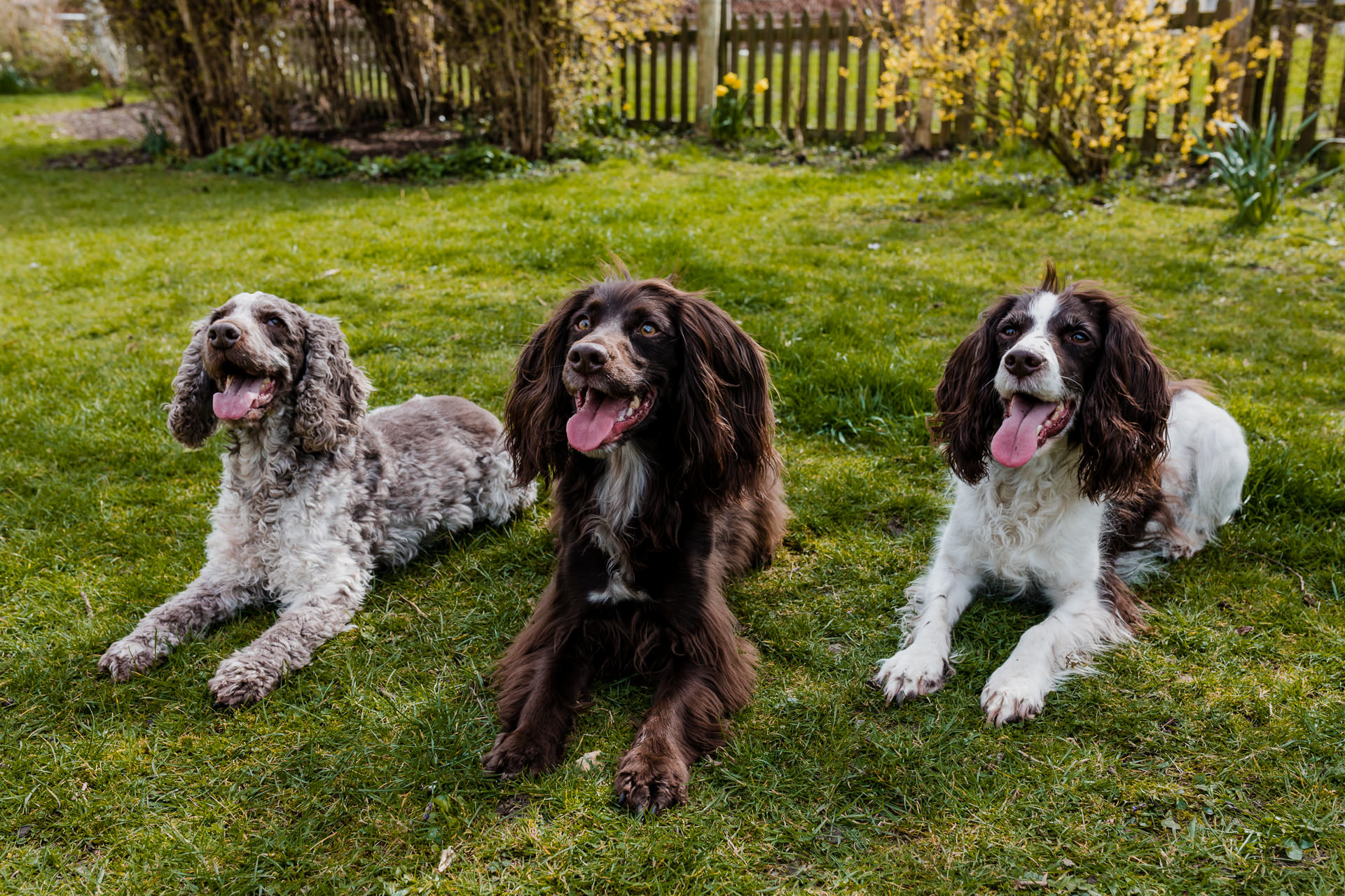 Dog Photographer Oxford Oxfordshire - Spaniels | Potters Instinct ...