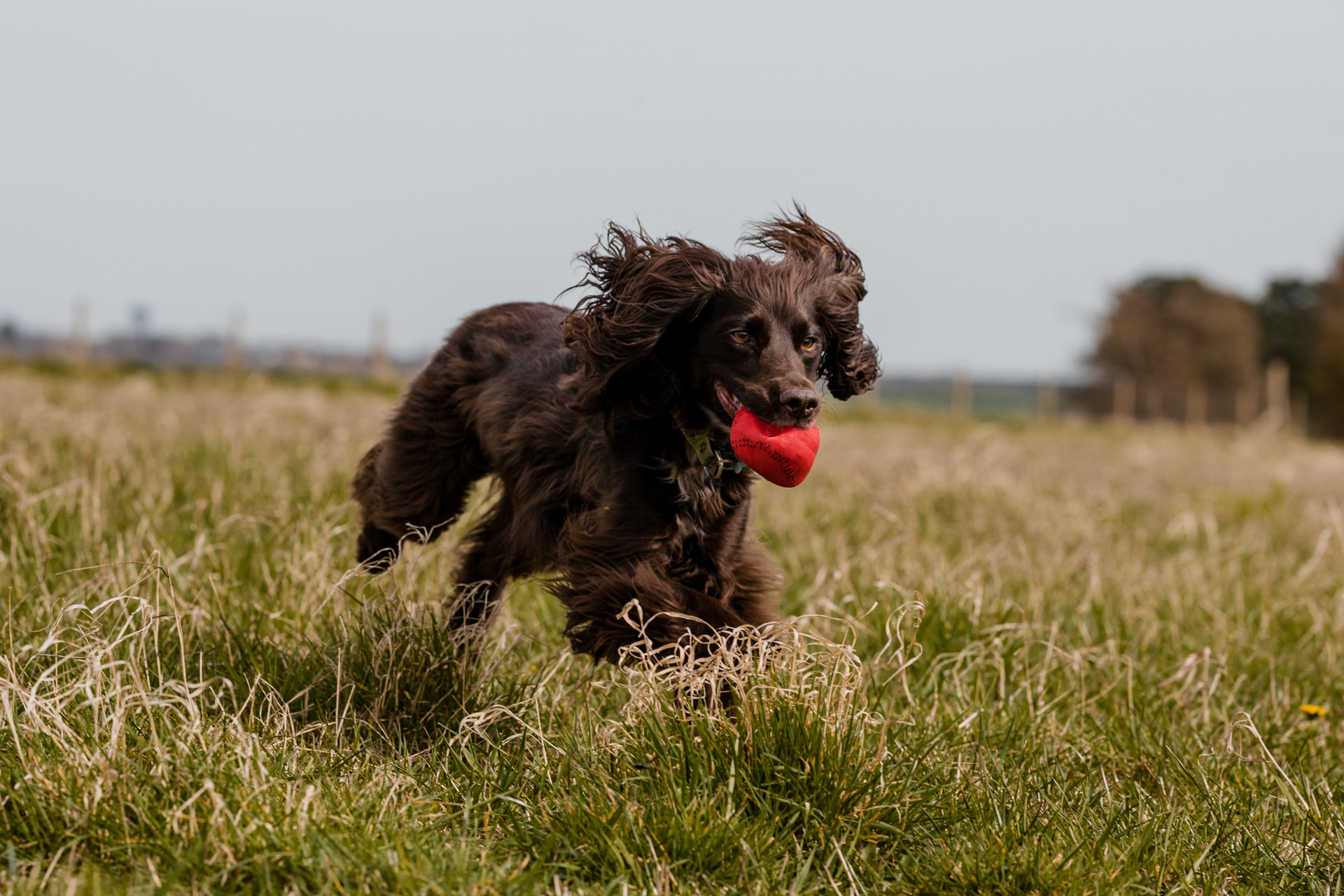 Dog Photographer Oxford Oxfordshire - Spaniels | Potters Instinct ...